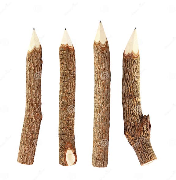 Branch pencil on white stock image. Image of school, bark - 64051523