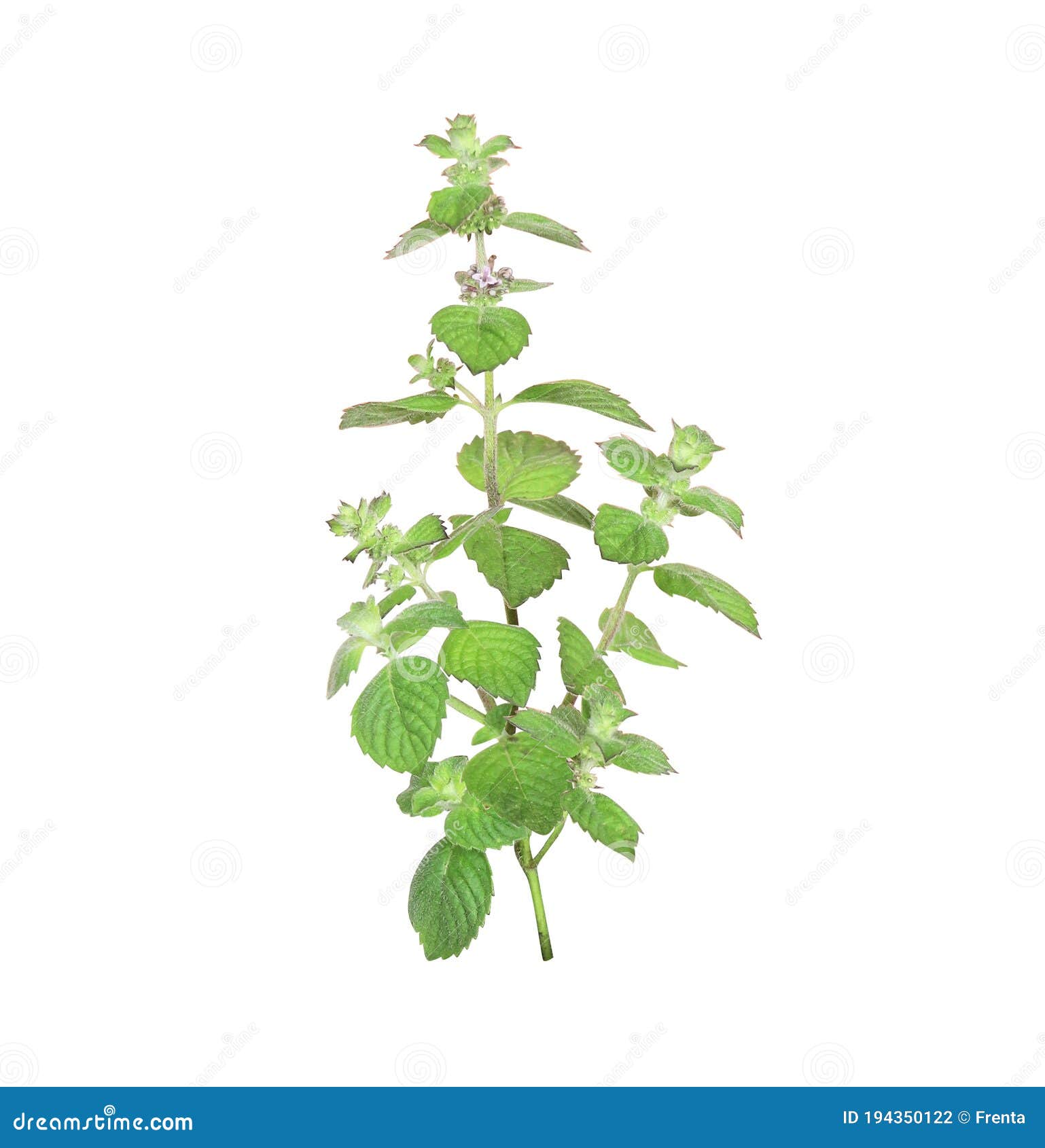 Branch of Peppermint with Green Leaves Stock Photo - Image of fragrant ...