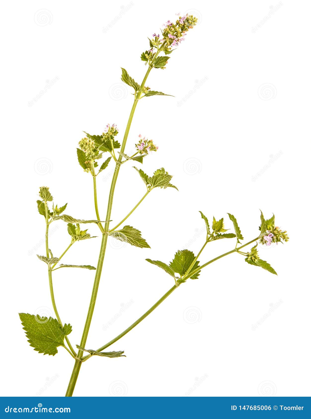 A Branch of Peppermint. Isolated on White Stock Photo - Image of branch ...