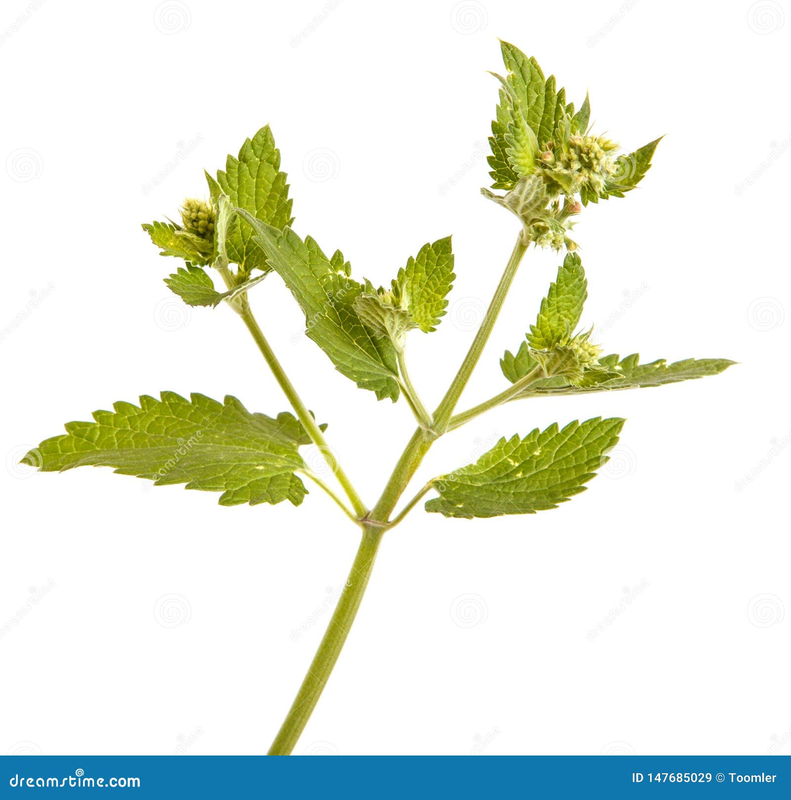 A Branch of Peppermint. Isolated on White Stock Image - Image of ...