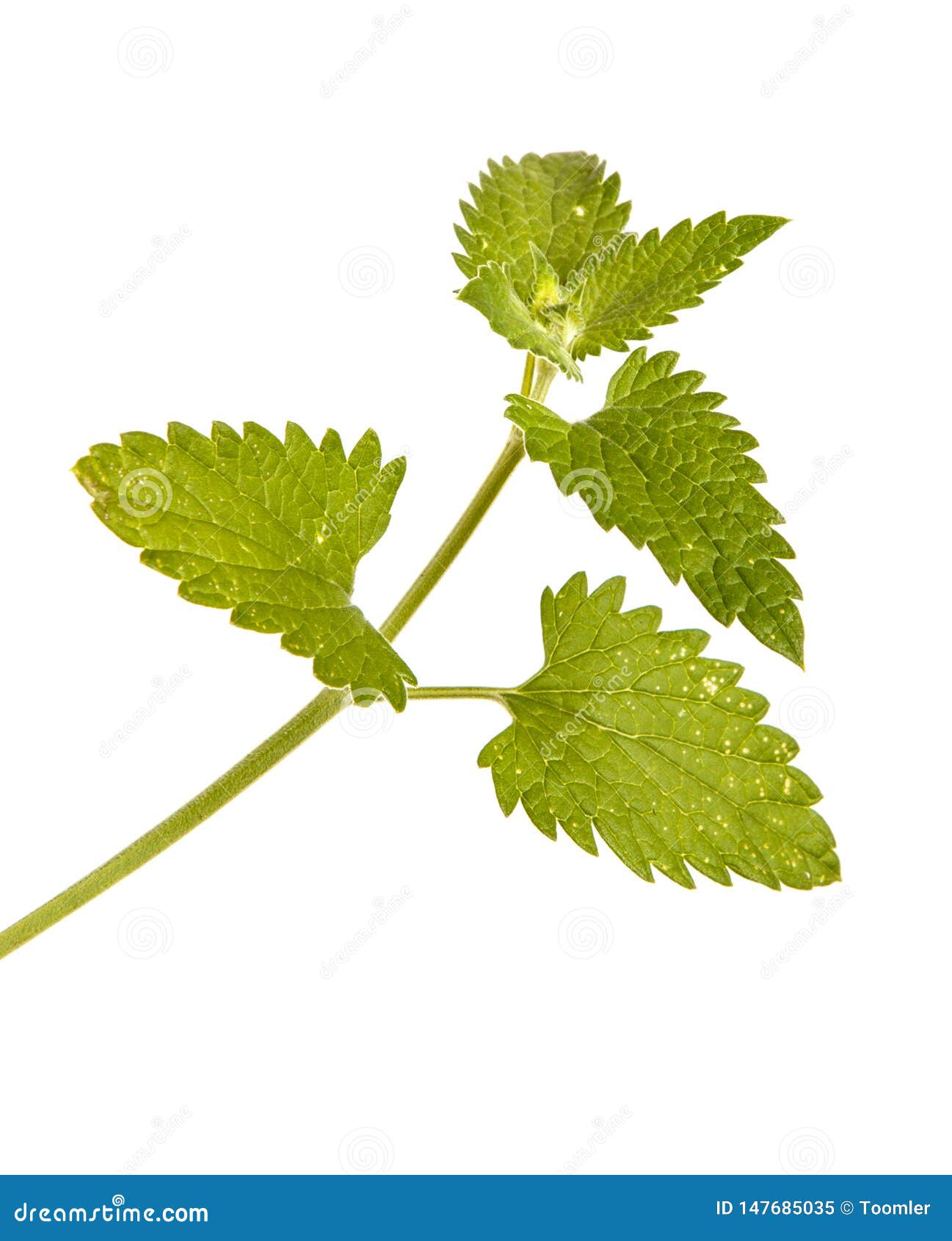 A Branch of Peppermint. Isolated on White Stock Image - Image of ...
