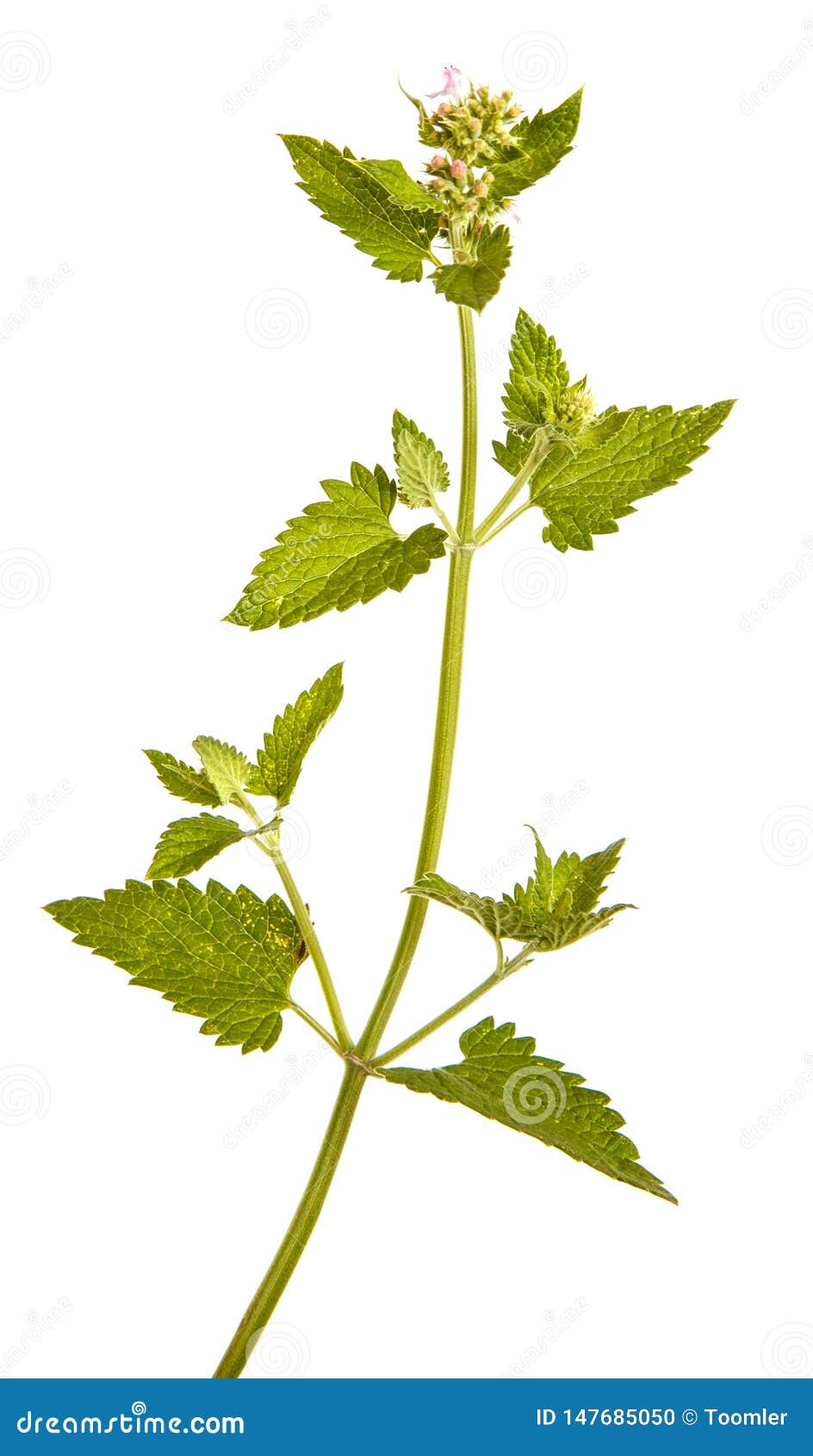 A Branch of Peppermint. Isolated on White Stock Photo - Image of ...