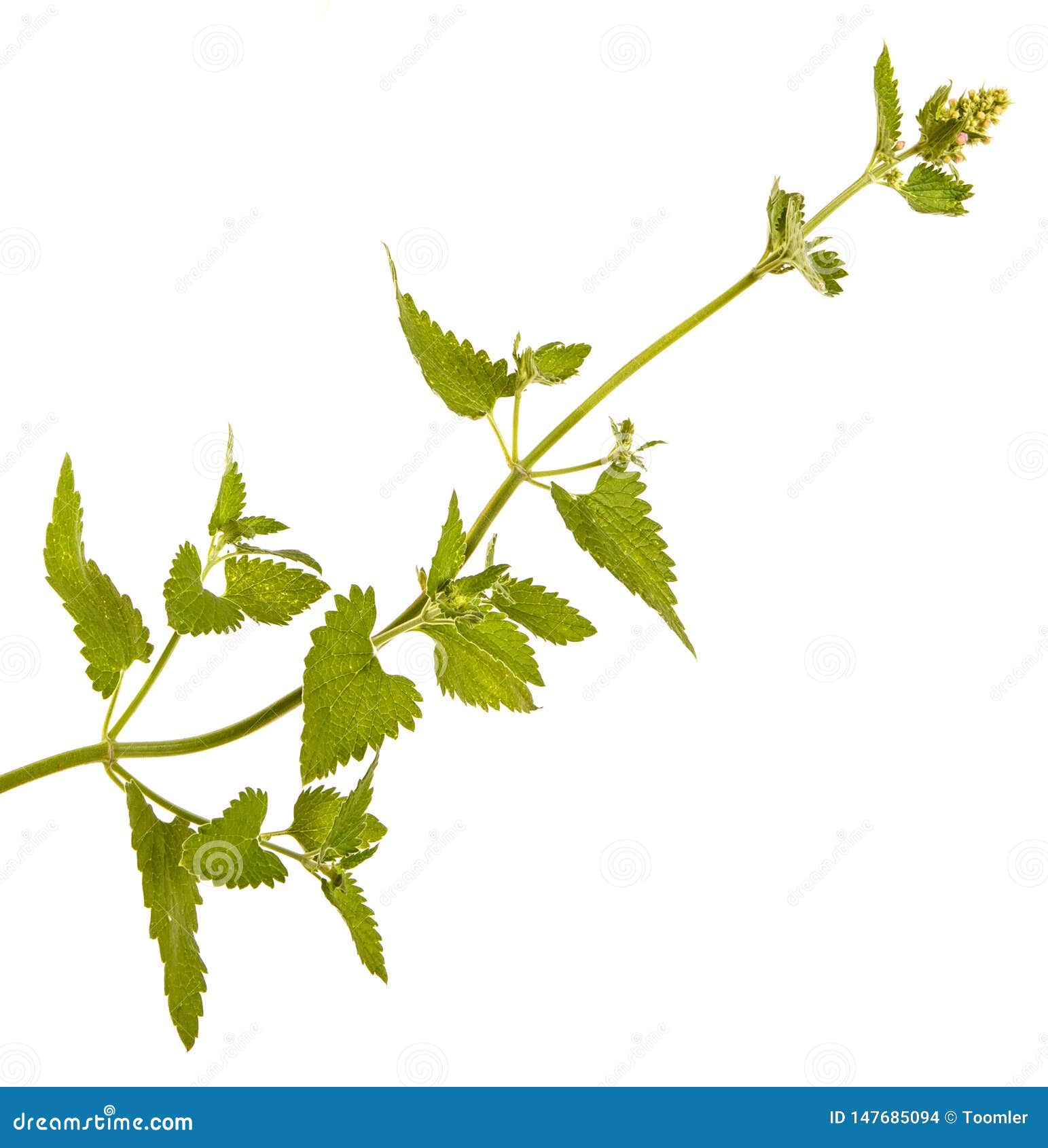 A Branch of Peppermint. Isolated on White Stock Photo - Image of mint ...