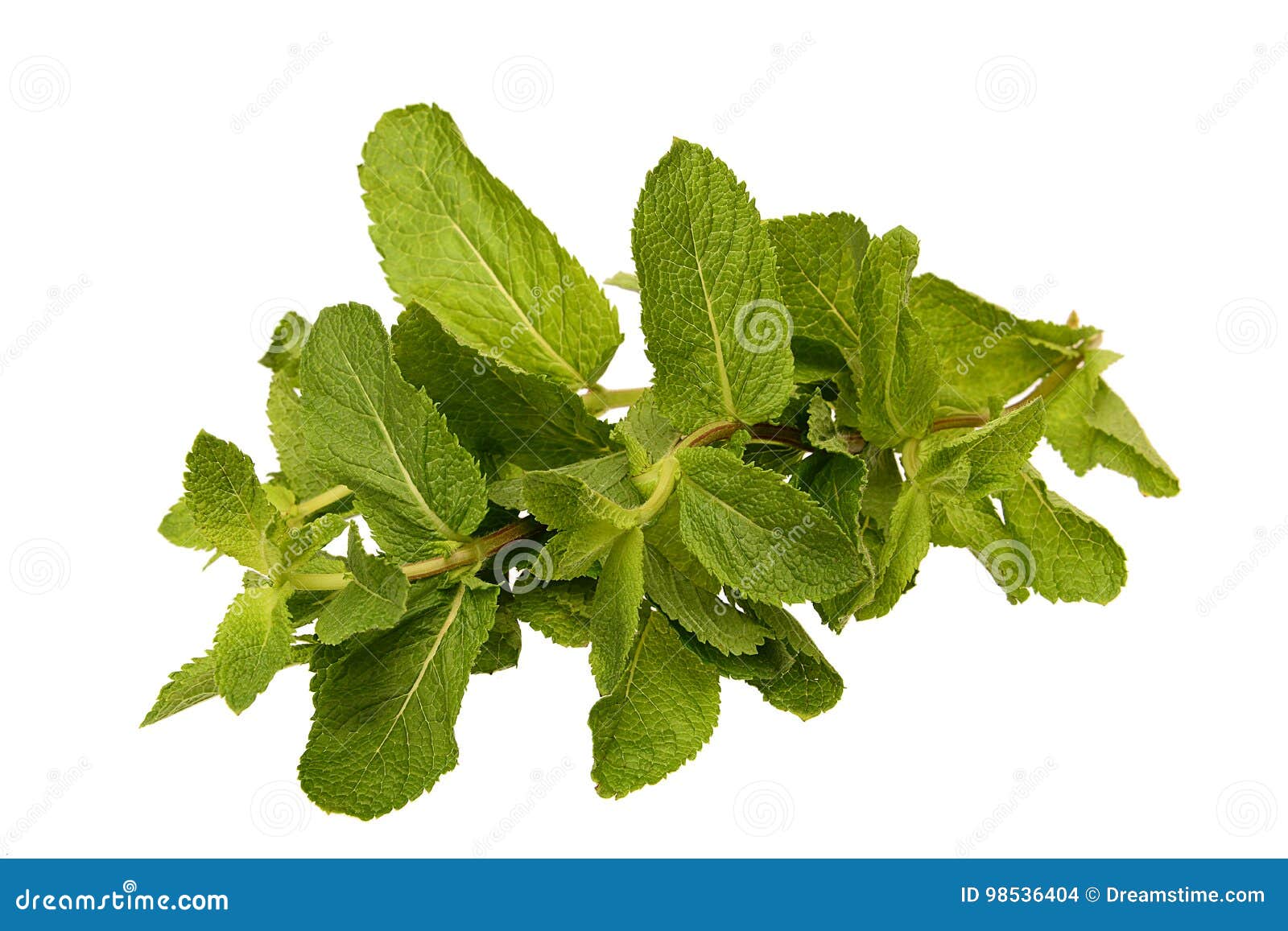 A branch of peppermint stock photo. Image of background - 98536404