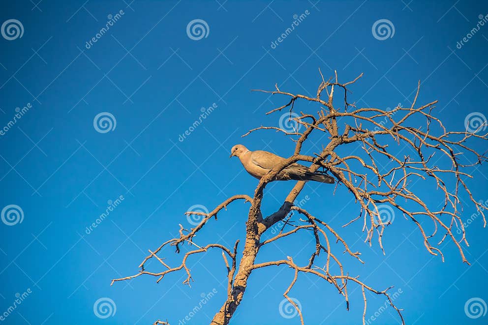 Branch Perchers: Eurasian Collared Doves Resting on Tree Branches Stock ...