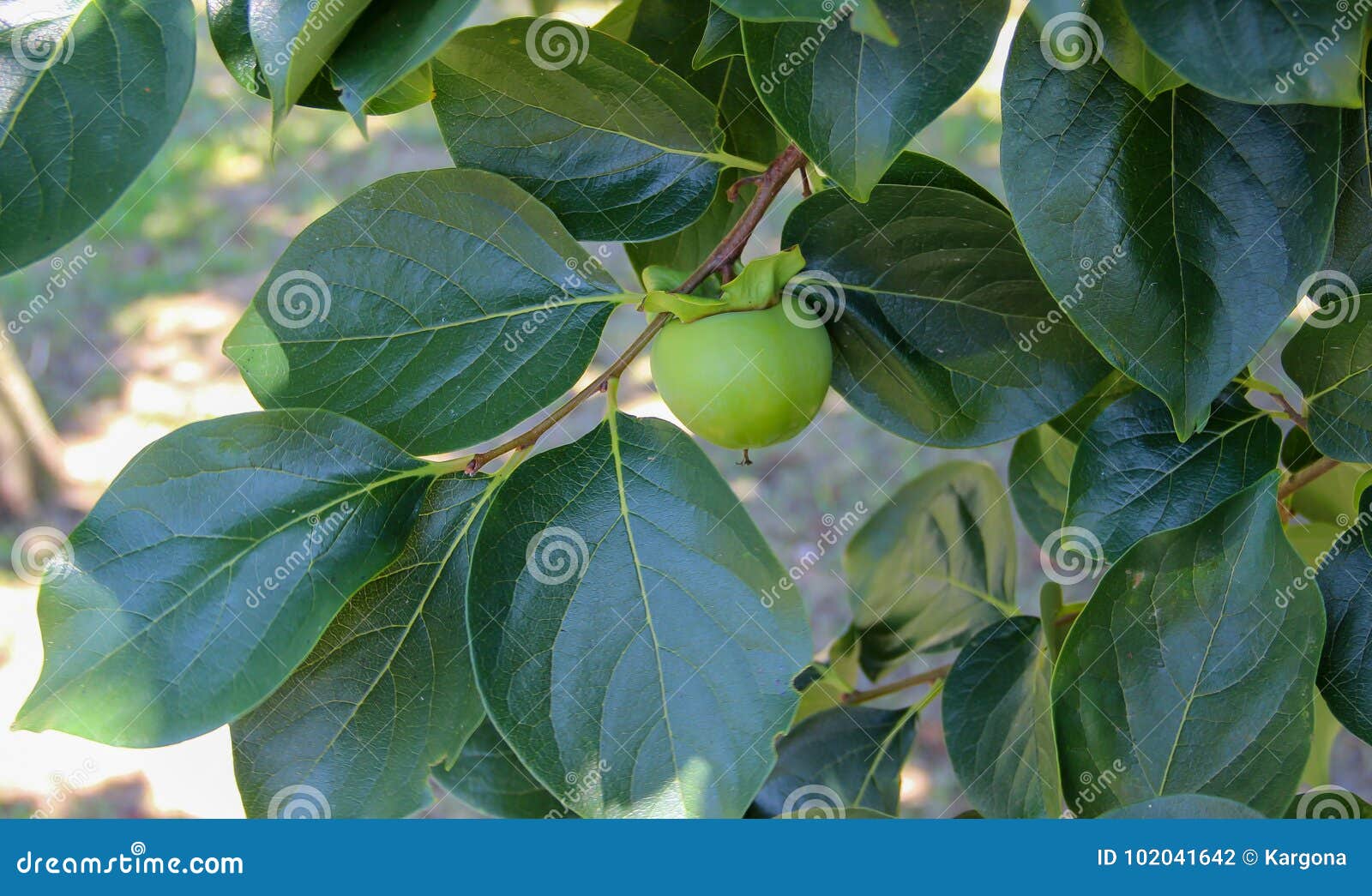 Persimmon, Unripe Fuyu Persimmon Early In The Season & Fresh Green ...
