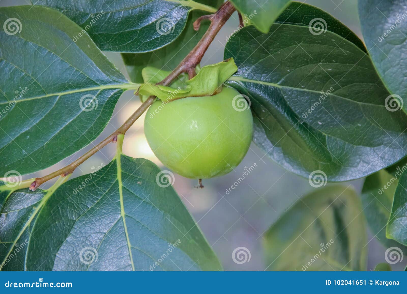 Persimmon, Unripe Fuyu Persimmon Early In The Season & Fresh Green ...