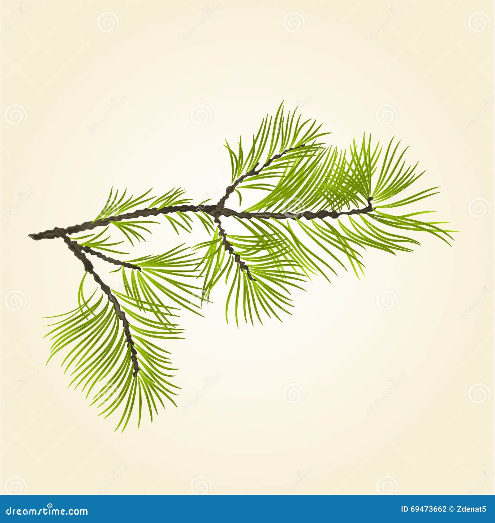 Branch Pine conifer vector stock vector. Illustration of branch - 69473662