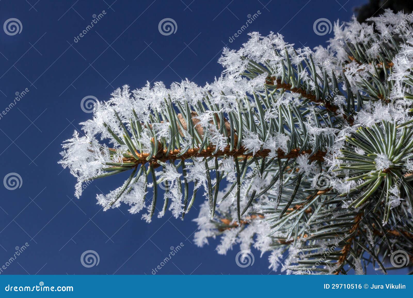 Coldly stock photo. Image of branch, outdoors, january - 29710516