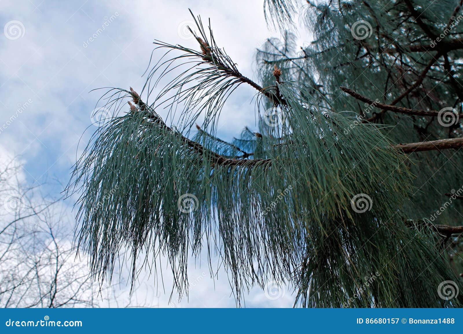 The Branch of a Pine with Long Needles. Stock Image - Image of grass ...