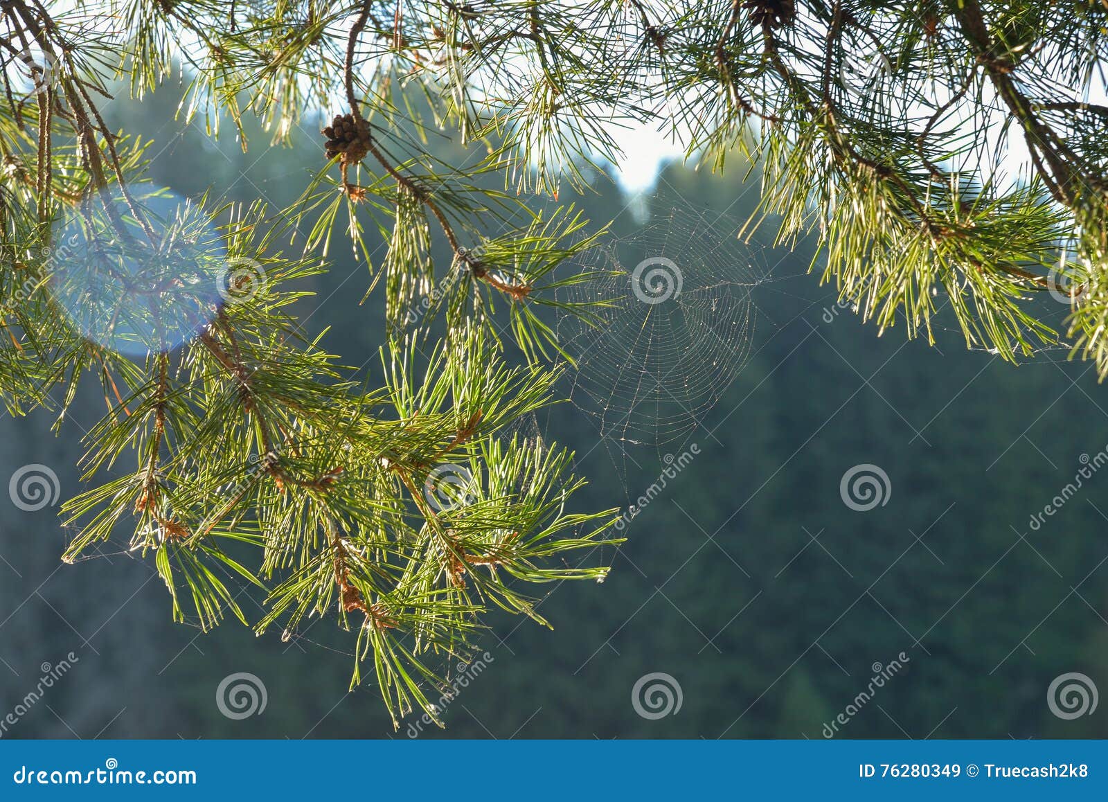 Branch Pine Spider Web Summer Morting Light Stock Photos - Free ...