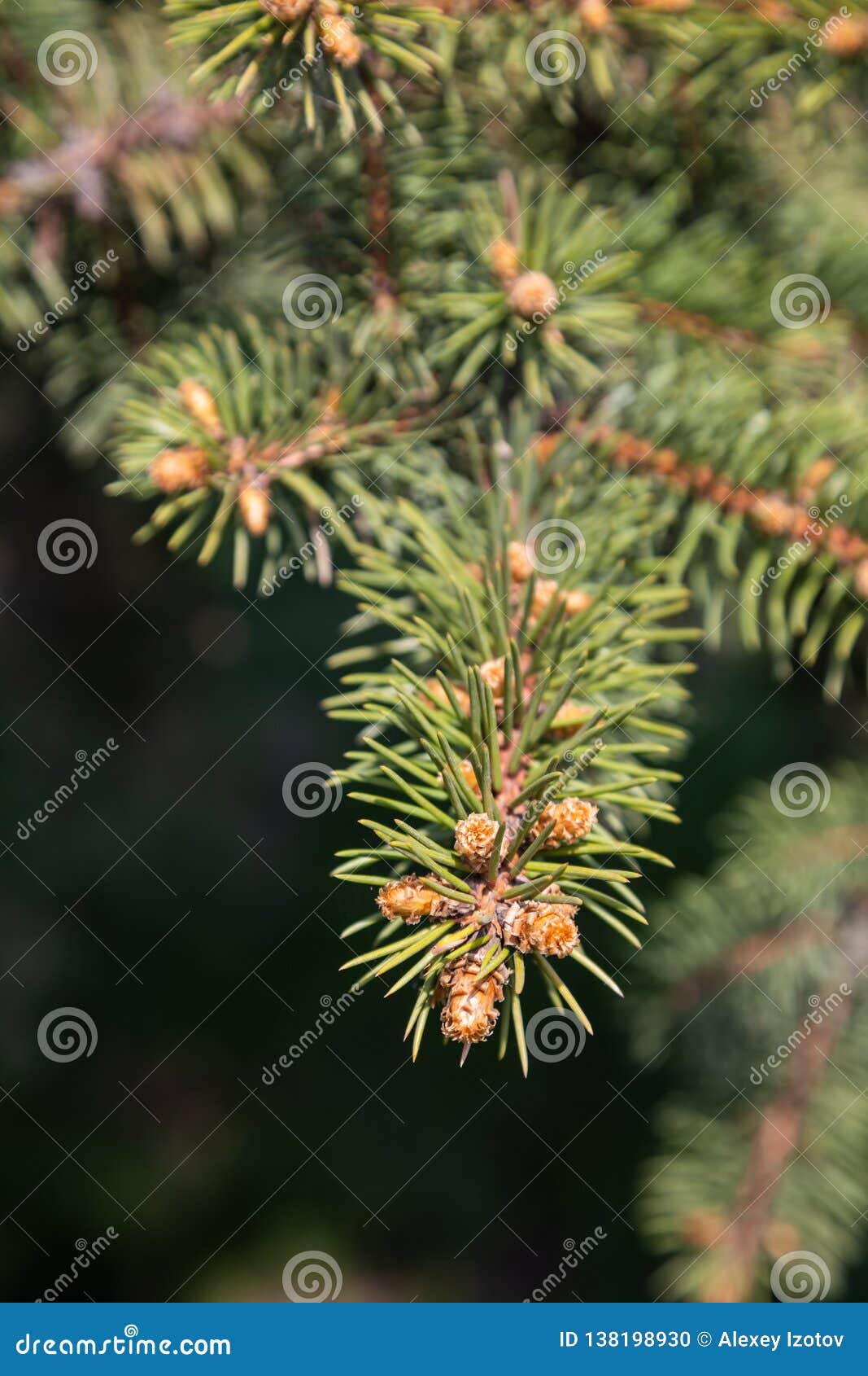 A Branch of Pine with Swollen Young Buds in Russia Stock Photo - Image ...
