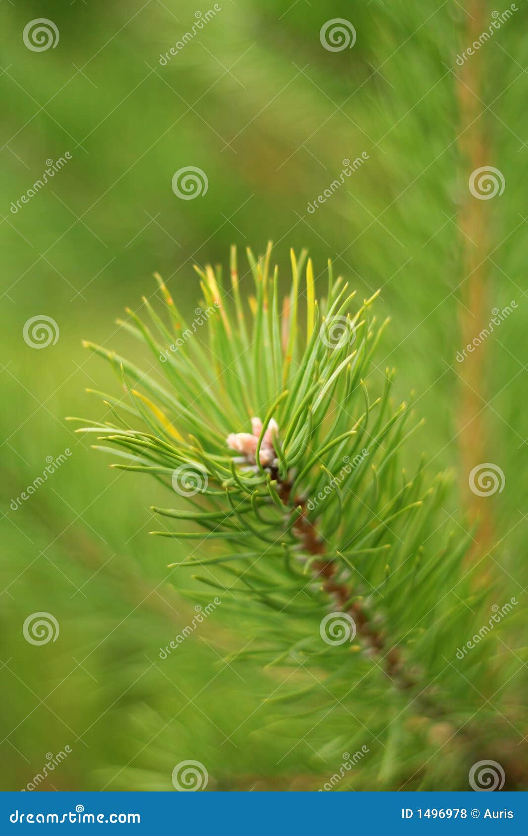Branch of pine tree stock photo. Image of nature, green - 1496978