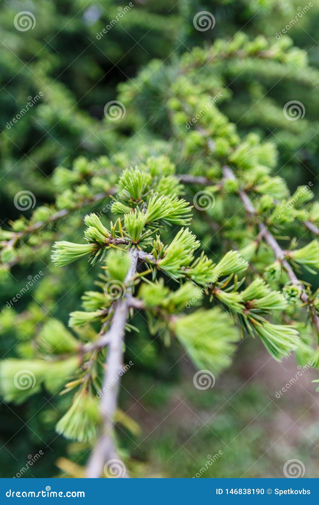 Branch Pine Tree in Close Up View Stock Photo - Image of floral, bright ...