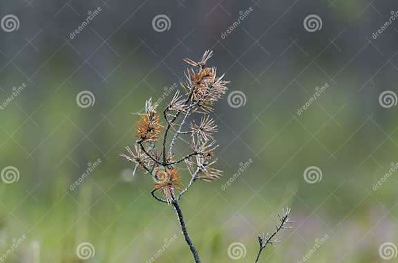 Branch of the Pine Tree with Cobwebs Stock Image - Image of tree ...