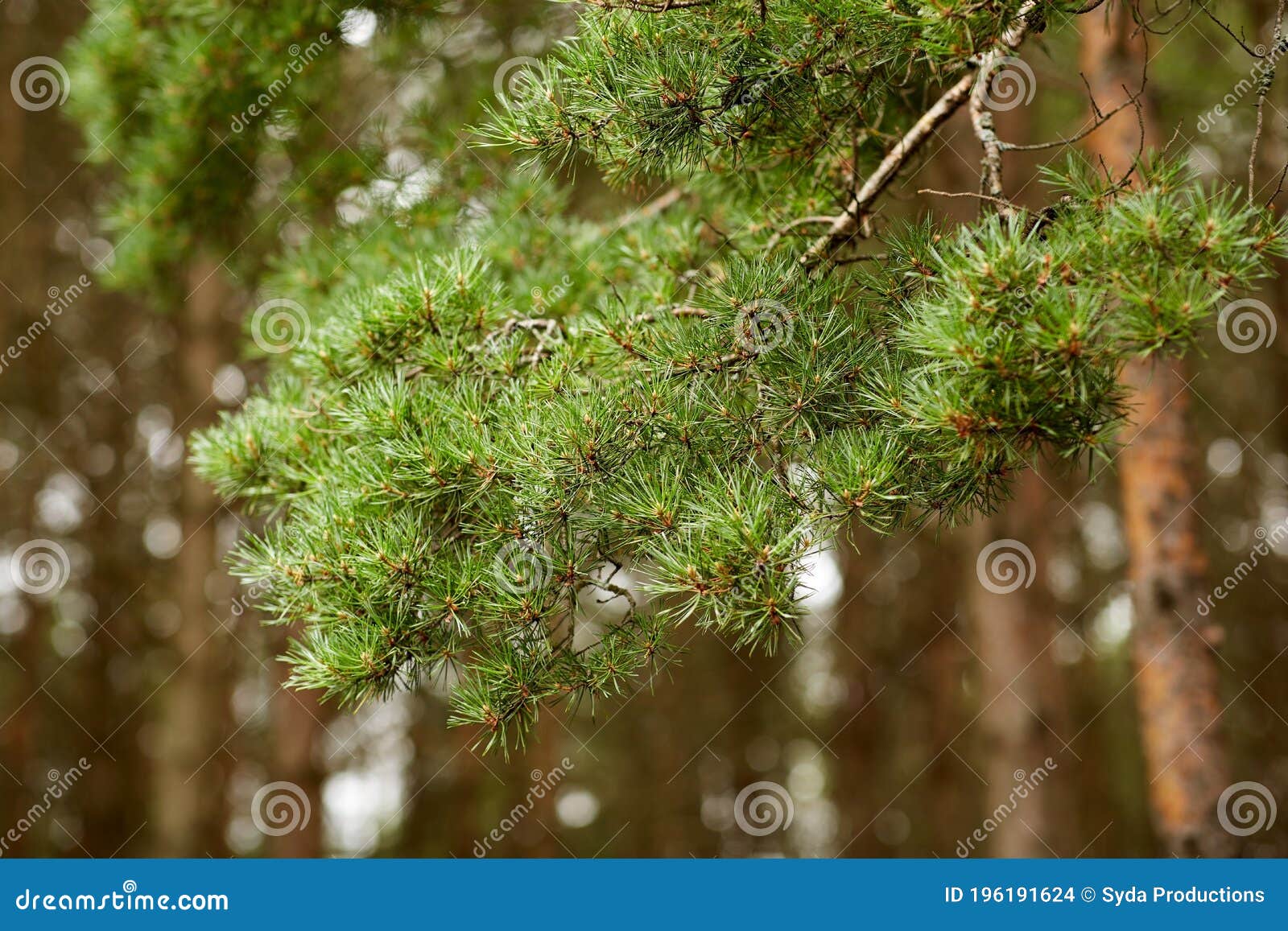 Branch of Pine Tree in Coniferous Forest Stock Photo - Image of ...