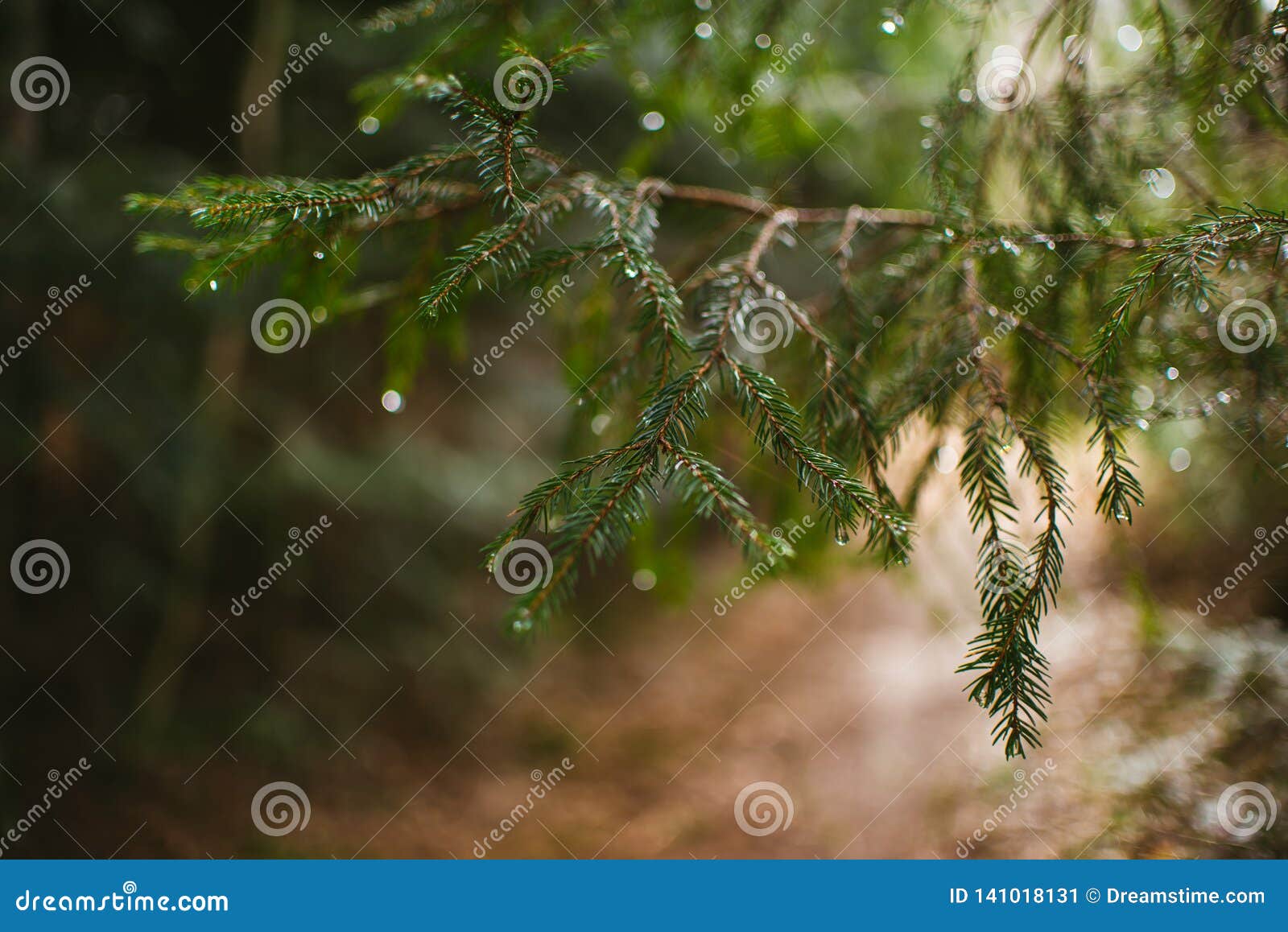 Branch of a Pine Tree with Drops of Water Stock Image - Image of ...