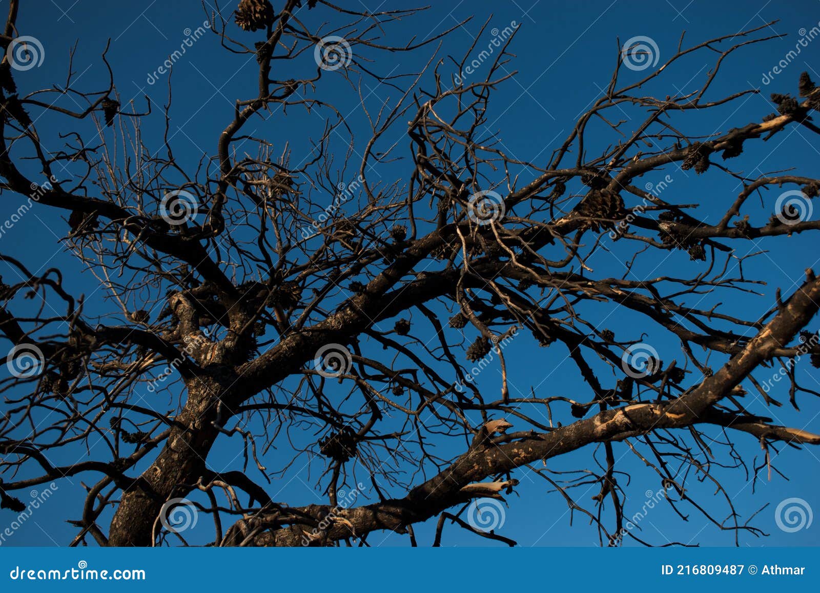 A Branch of Pine Tree after a Forest Fire Passed through Stock Image ...