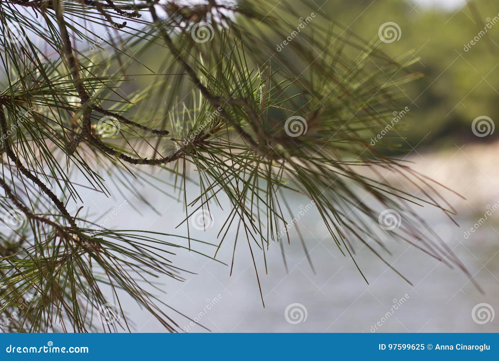 Branch of a Pine Tree in Front of the Sea Stock Image - Image of plant ...