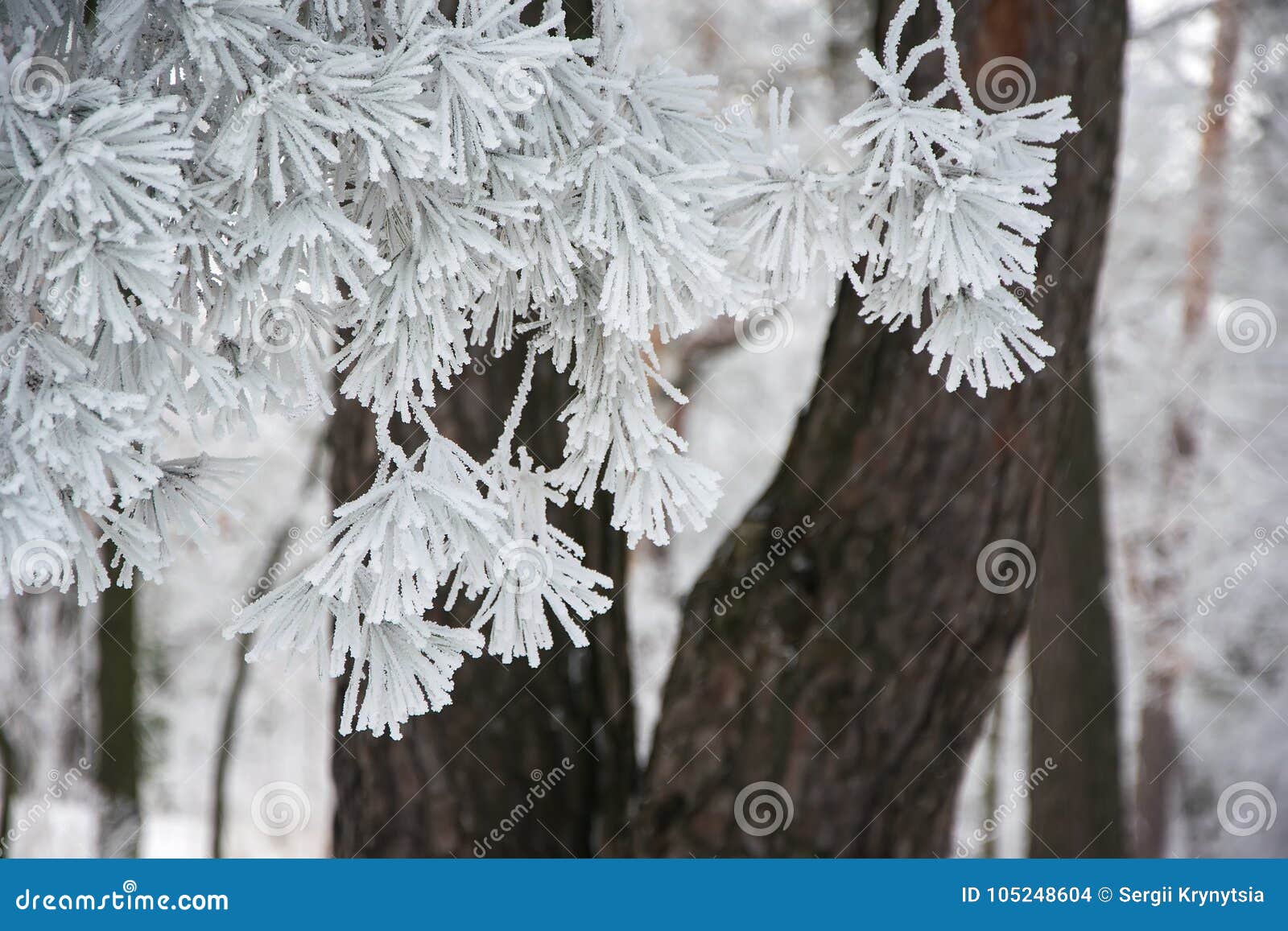 Branch of Pine Tree in the Frost Stock Photo - Image of xmas, tree ... Branch of Pine Tree in the Frost Stock Photo - Image of xmas, tree ...