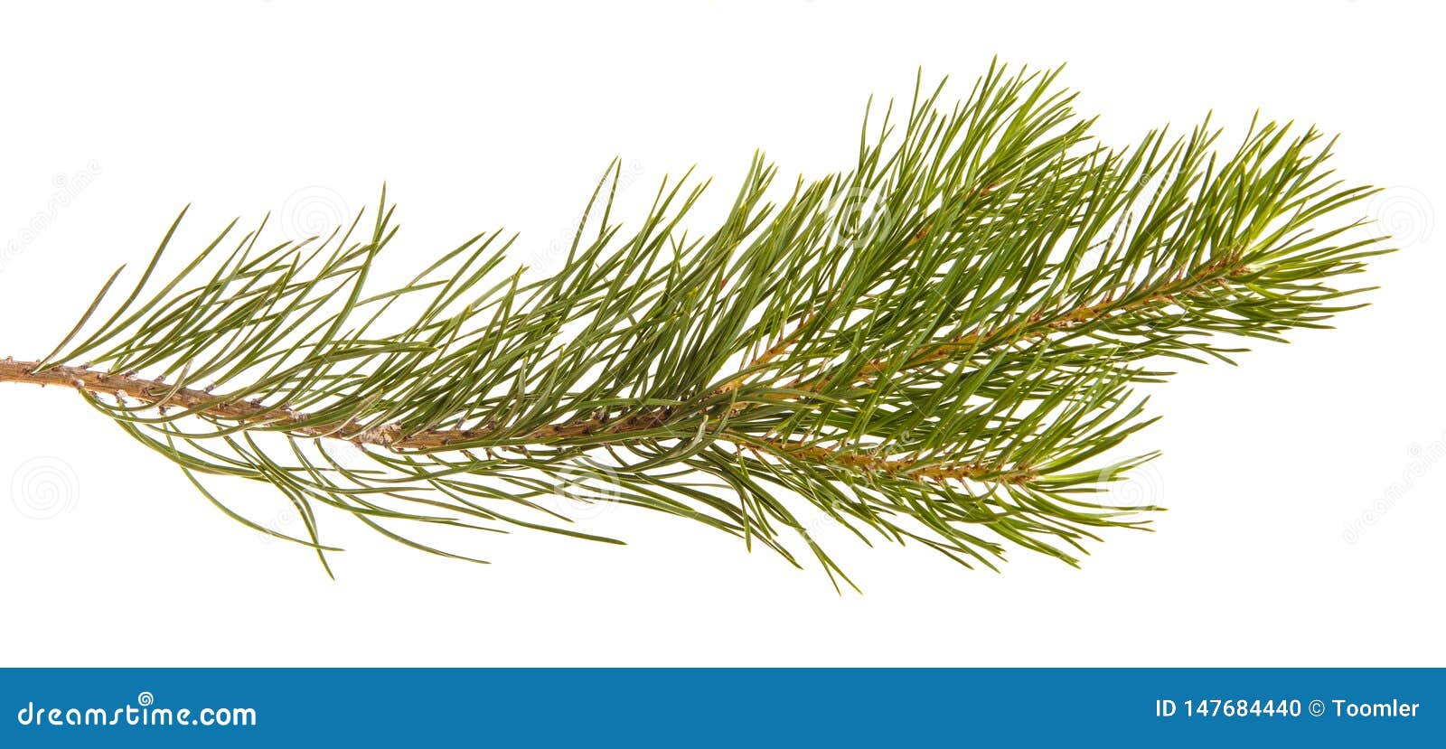 A Branch of a Pine Tree. Isolated on White Stock Photo - Image of ...
