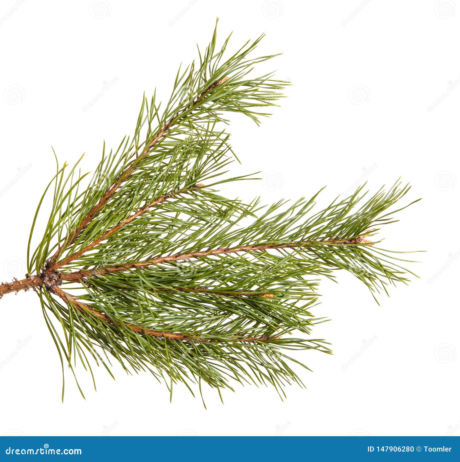 A Branch of a Pine Tree. Isolated on White Stock Photo - Image of ...