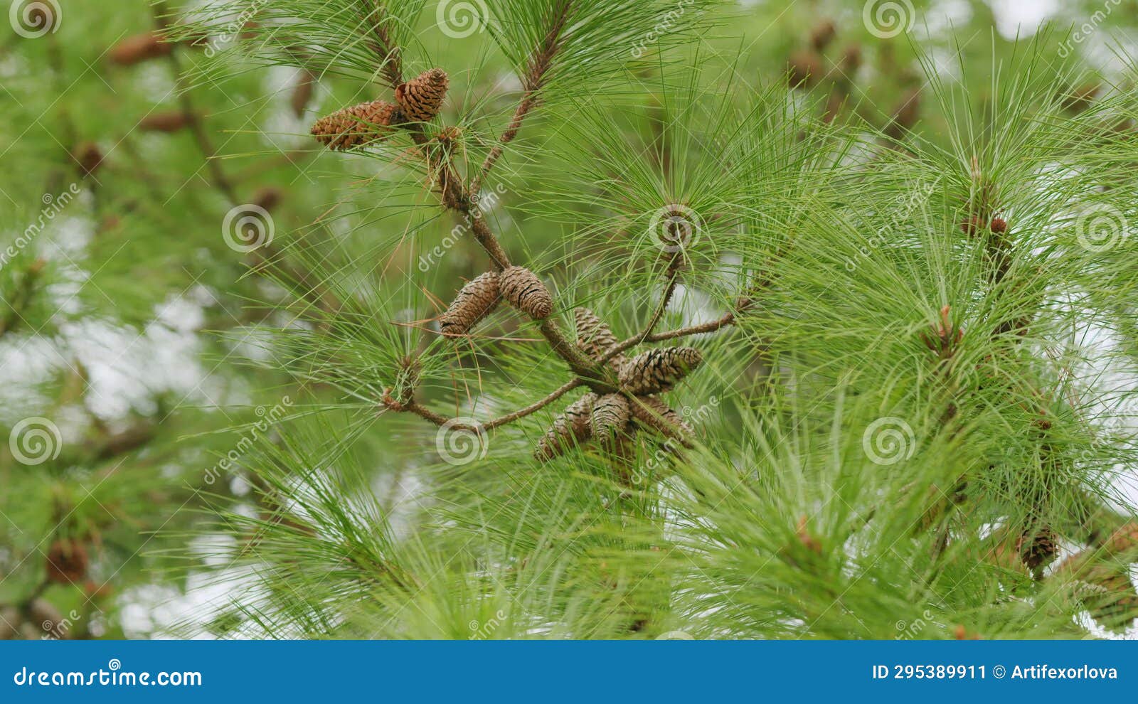 Branch of Pine Tree with Needles and Pine Cones. Long Pine Needles with ...