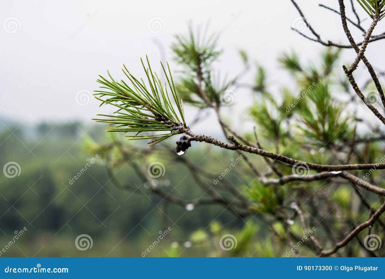 Branch of Pine Tree after the Rain with Drops Stock Photo - Image of ...