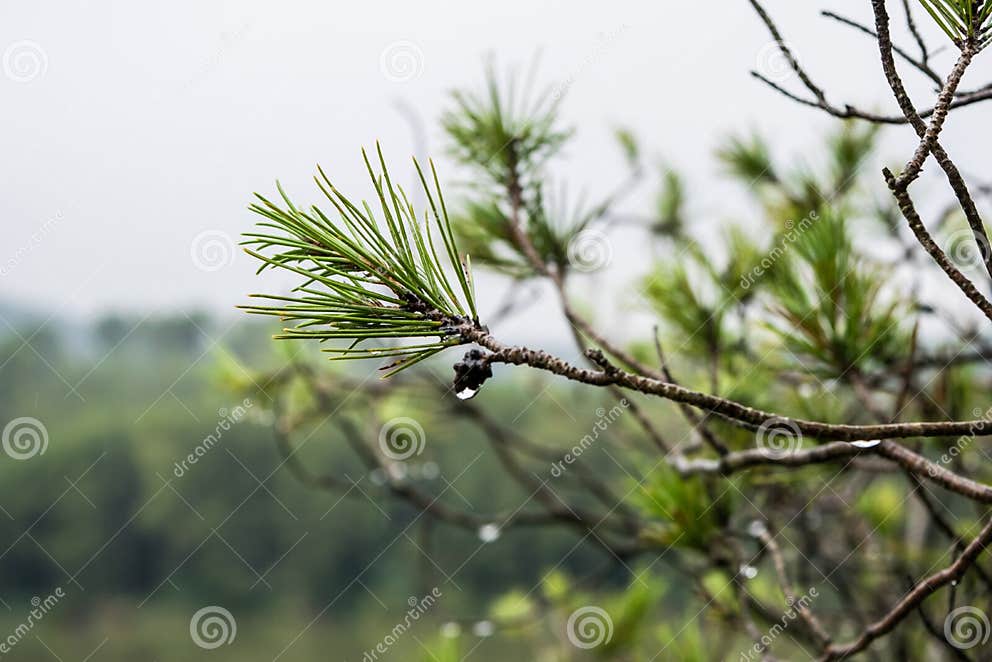 Branch of Pine Tree after the Rain with Drops Stock Photo - Image of ...
