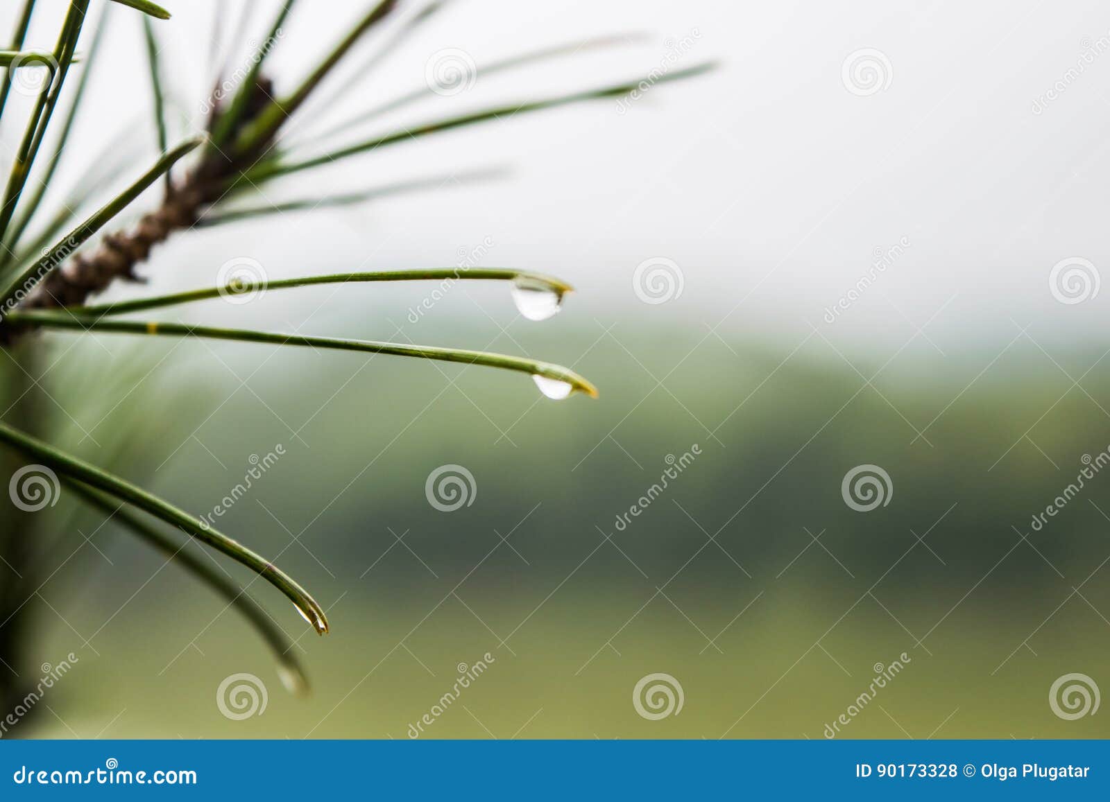 Branch of Pine Tree after the Rain with Drops Stock Photo - Image of ...