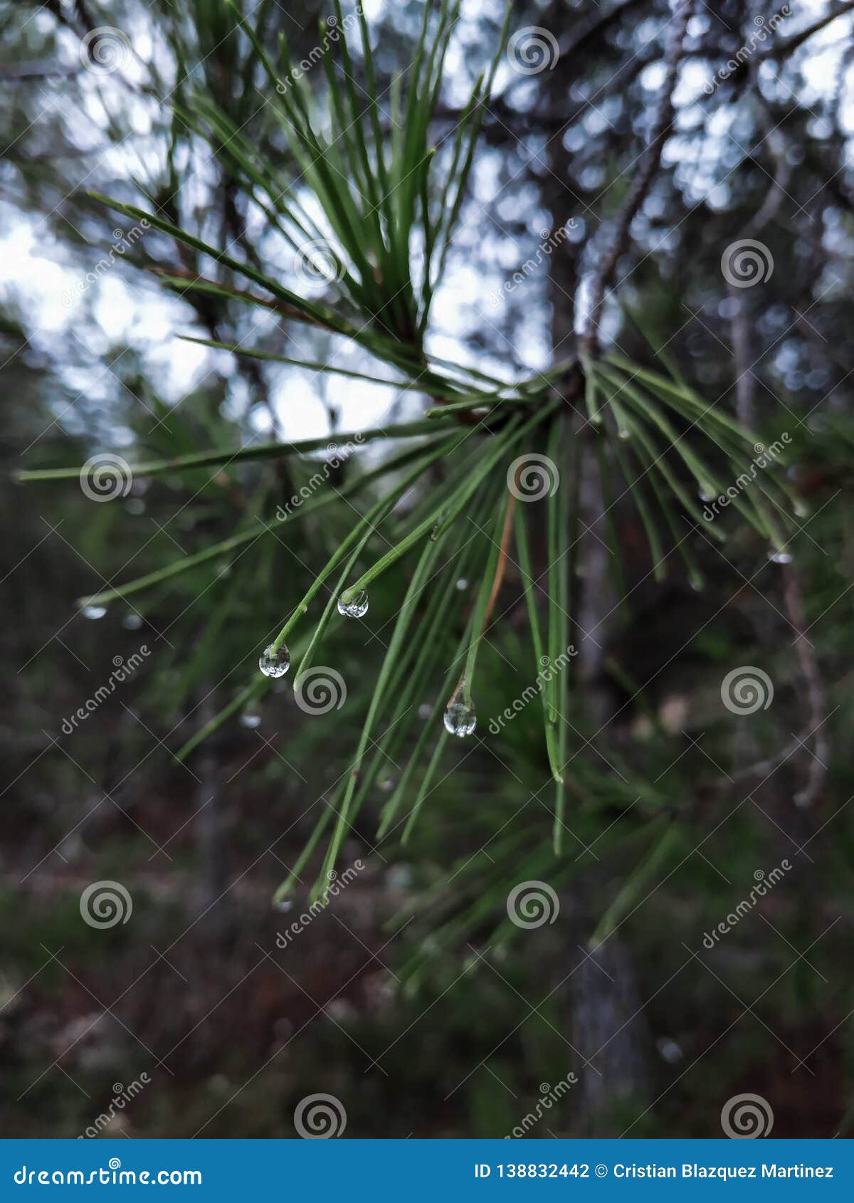 Branch of Pine Tree after the Rain with Drops Stock Photo - Image of ...