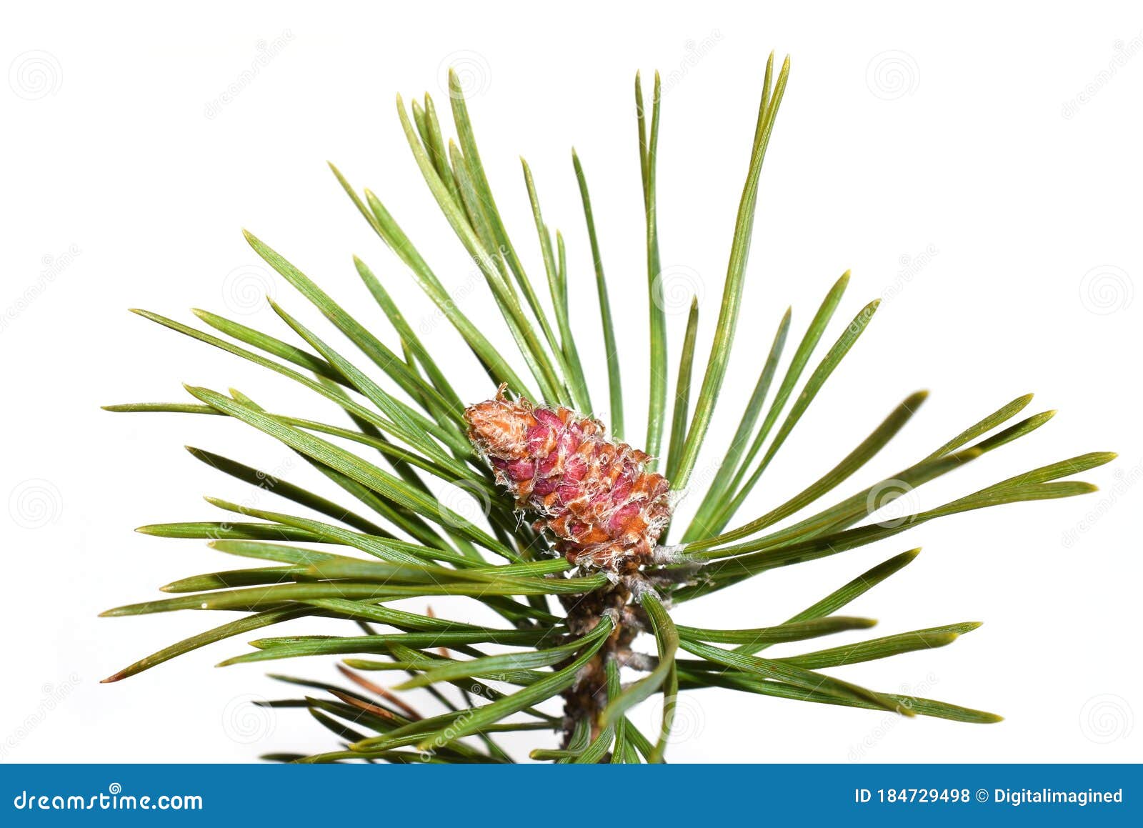 Pine Tree Young Red Cone and Branch Stock Photo - Image of long, branch ...