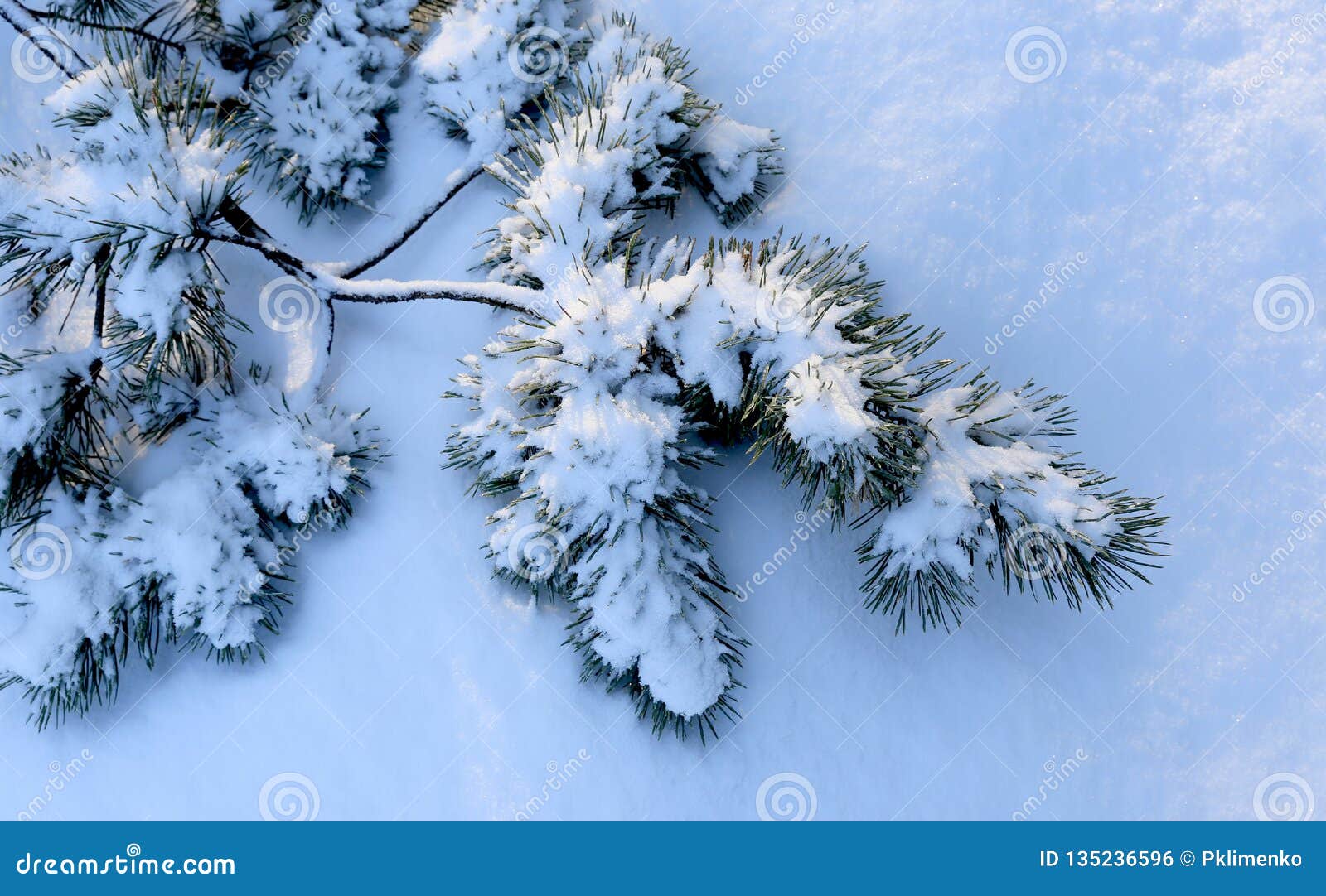 Pine twig in snow stock photo. Image of forest, background - 135236596