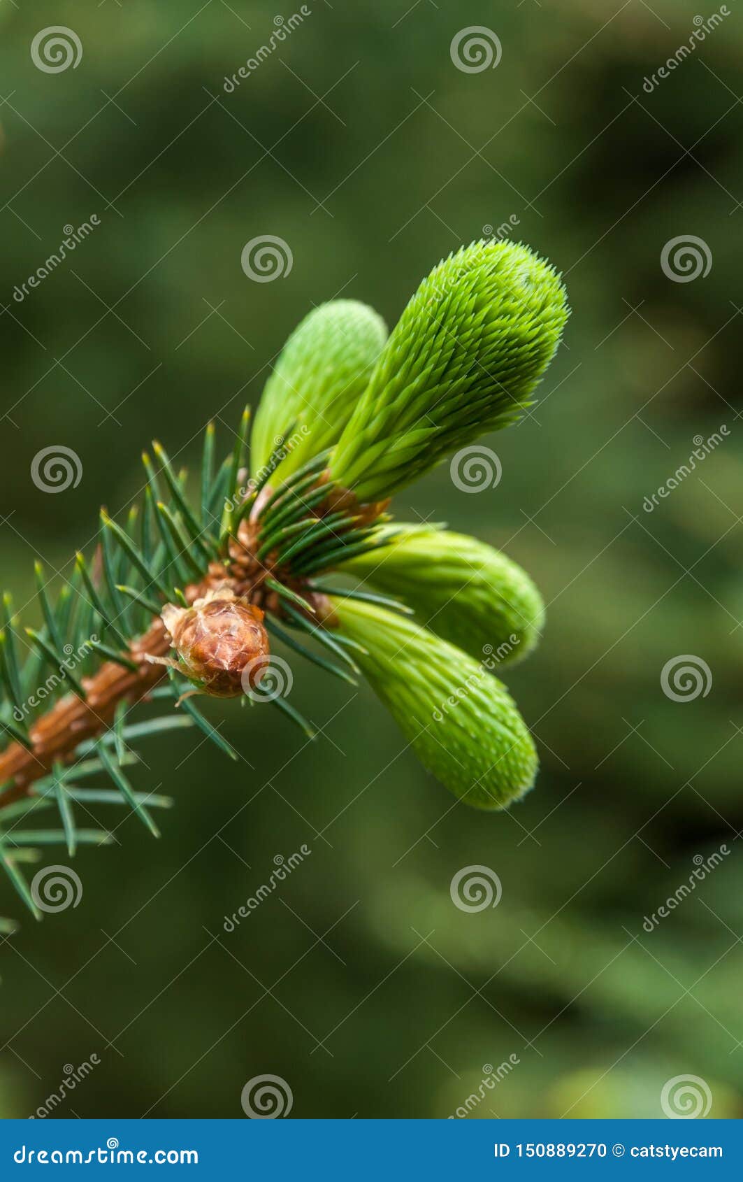 Branch of a Pine Tree with Young Sprouts in Spring Stock Photo - Image ...