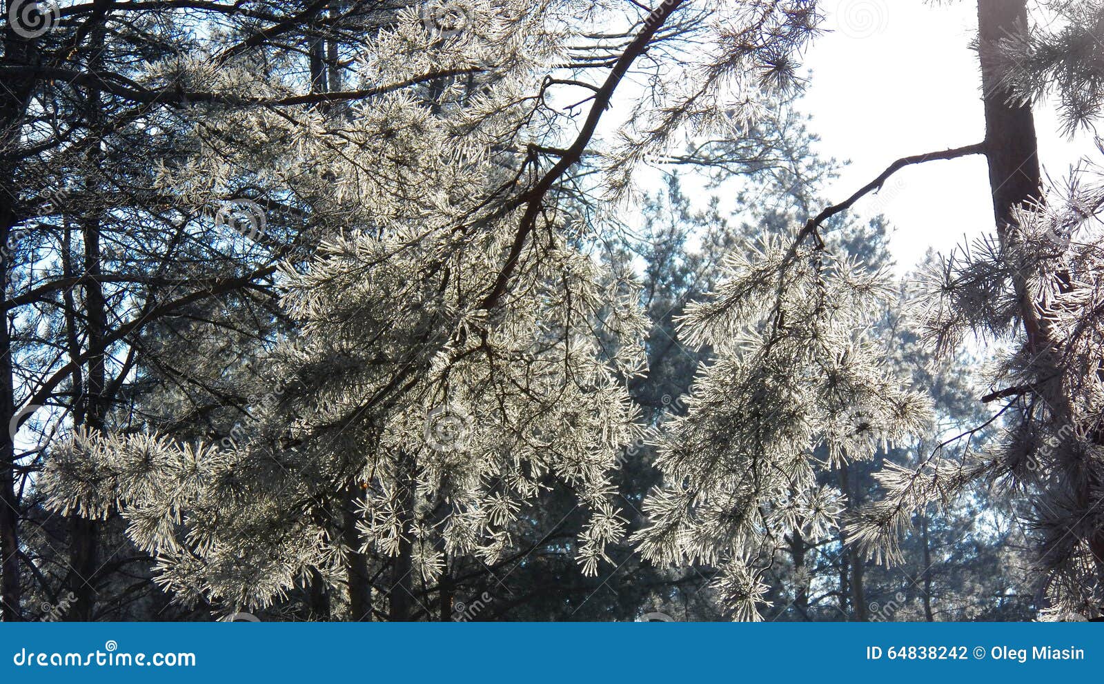 Branch of Pine Under a Bright Winter Sun Stock Photo - Image of ...