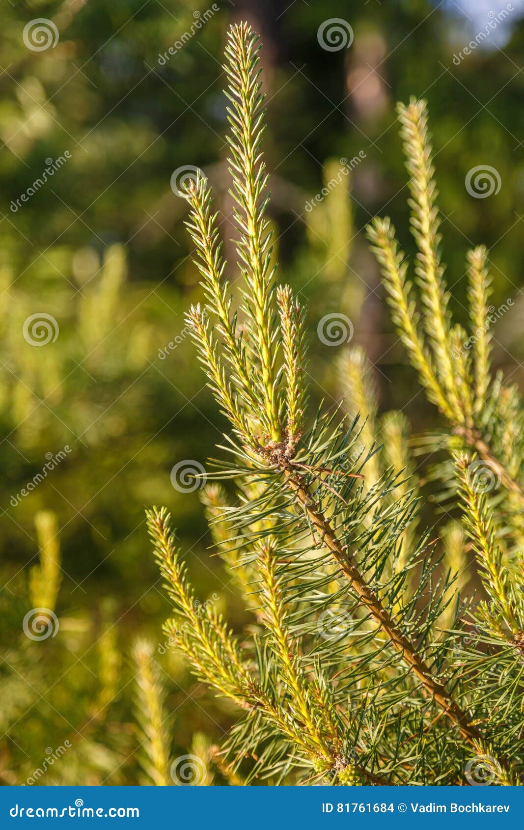 The Branch of a Pine with Young Sprouts on a Background of Green Forest ...