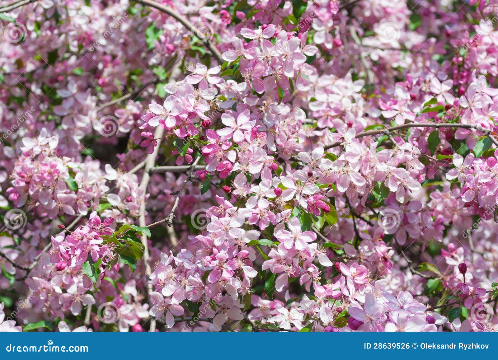 Branch with pink blossoms. stock photo. Image of macro - 28639526