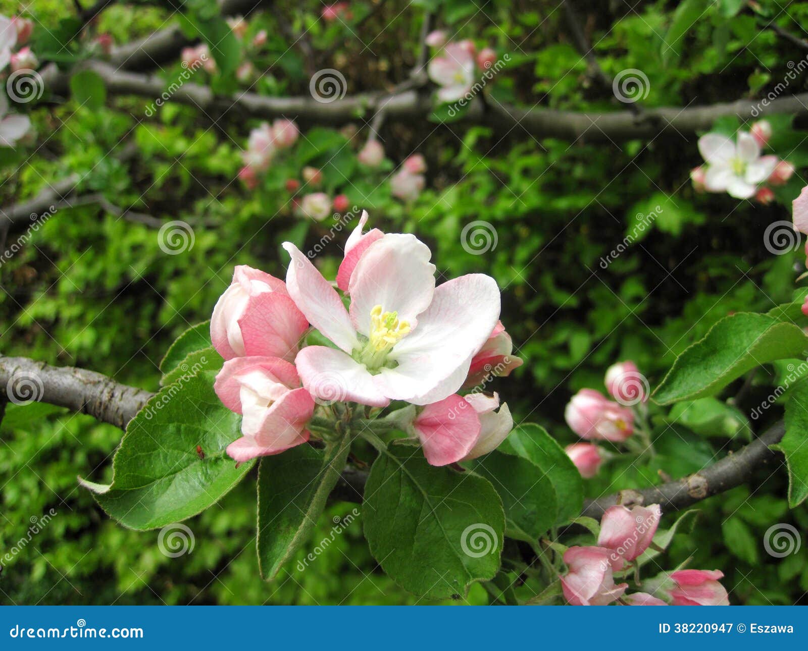 The Branch with Pink Blossoms. Spring Stock Image - Image of bloom ...
