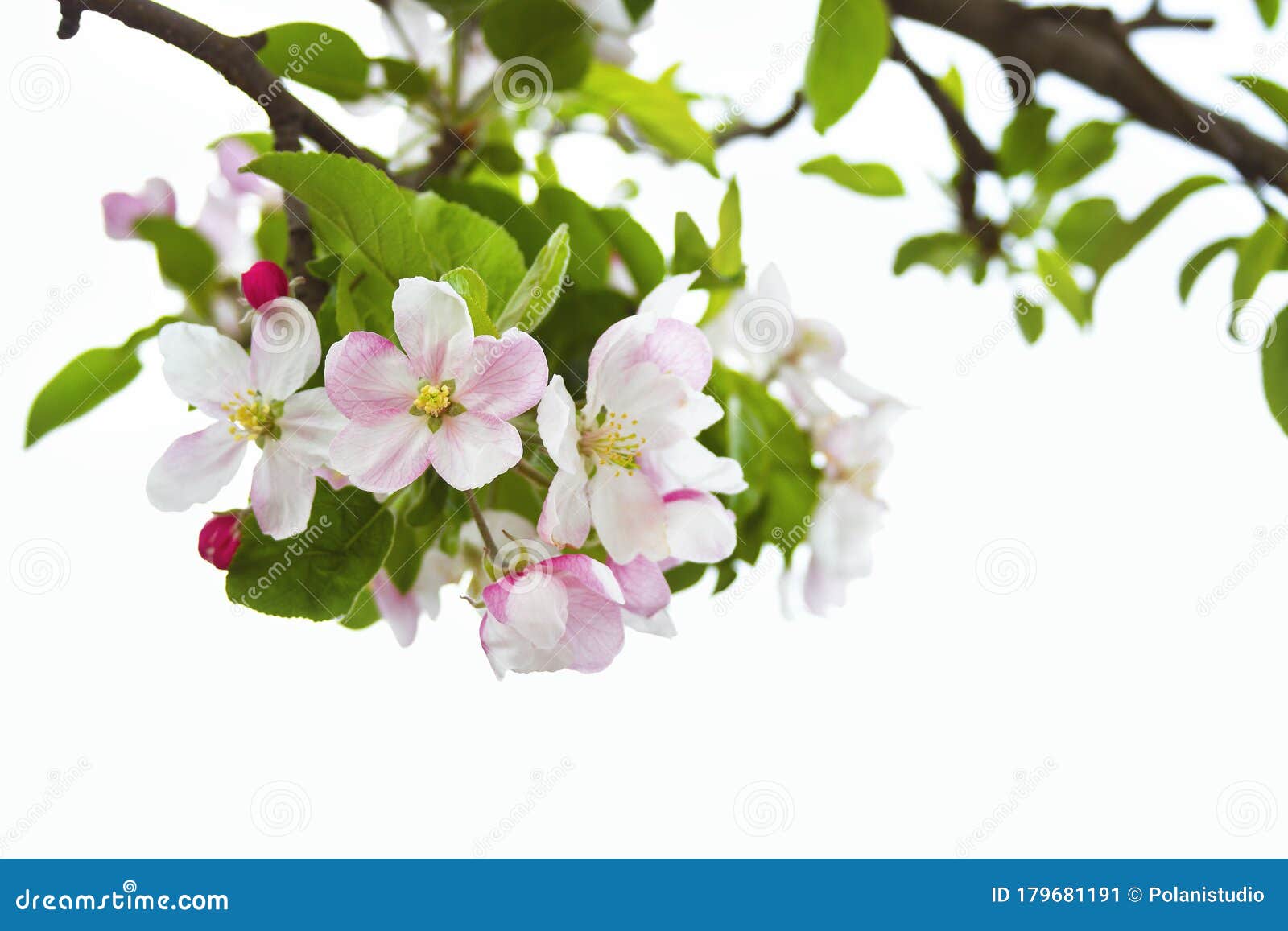 Branch with Pink Cherry Blossoms Isolated on White Background Stock ...