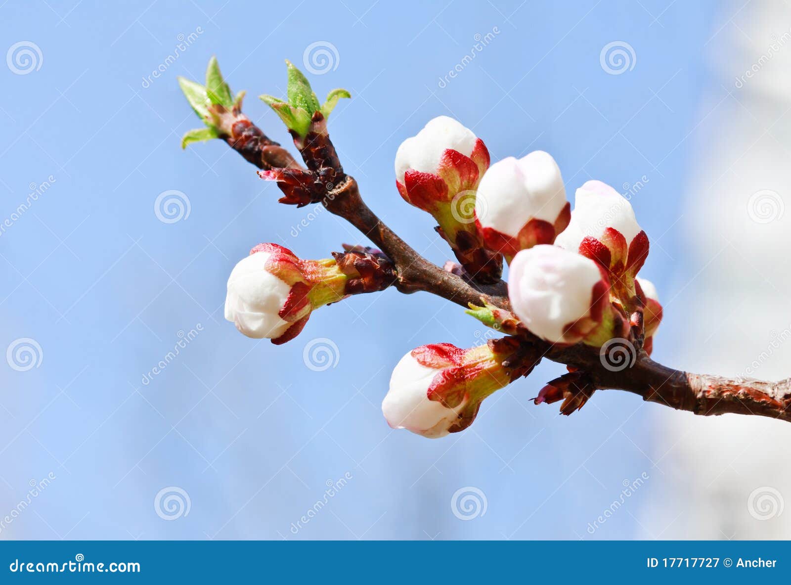 Branch with Pink Cherry Buds in Spring Stock Image - Image of garden ...