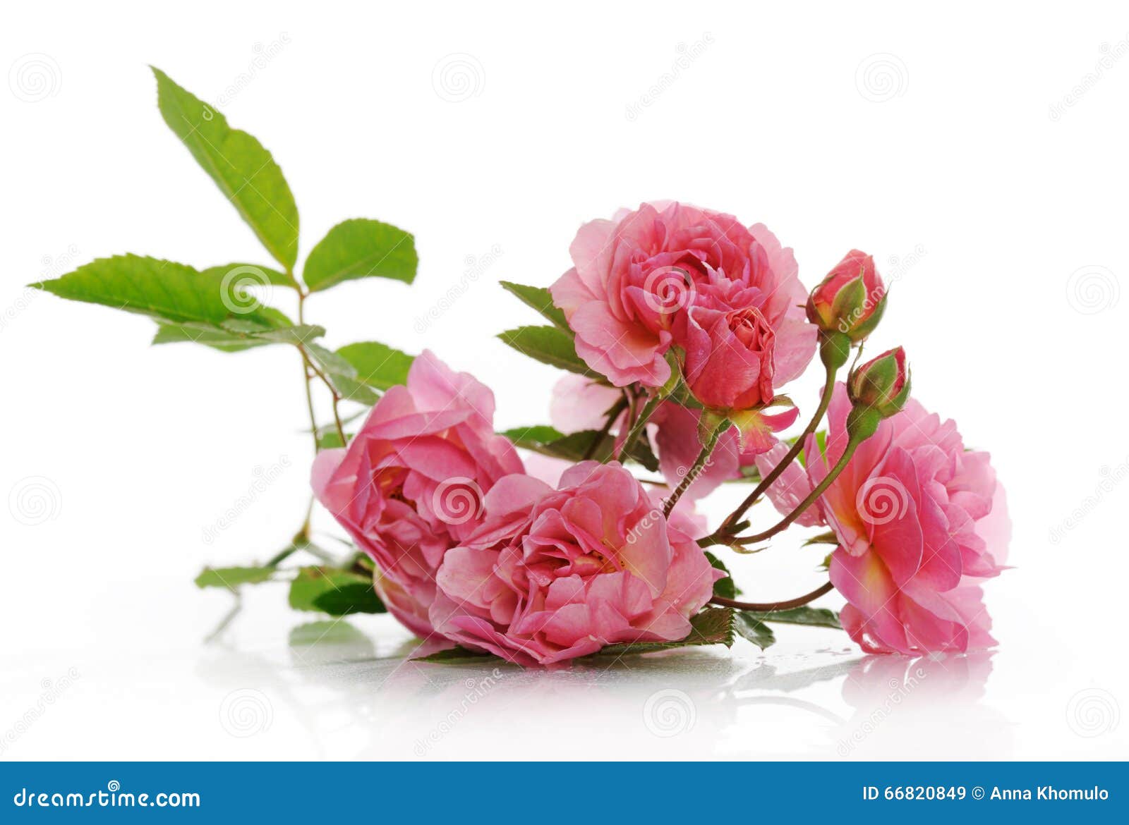 Branch of Pink Climbing Rose Stock Image - Image of rose, small: 66820849