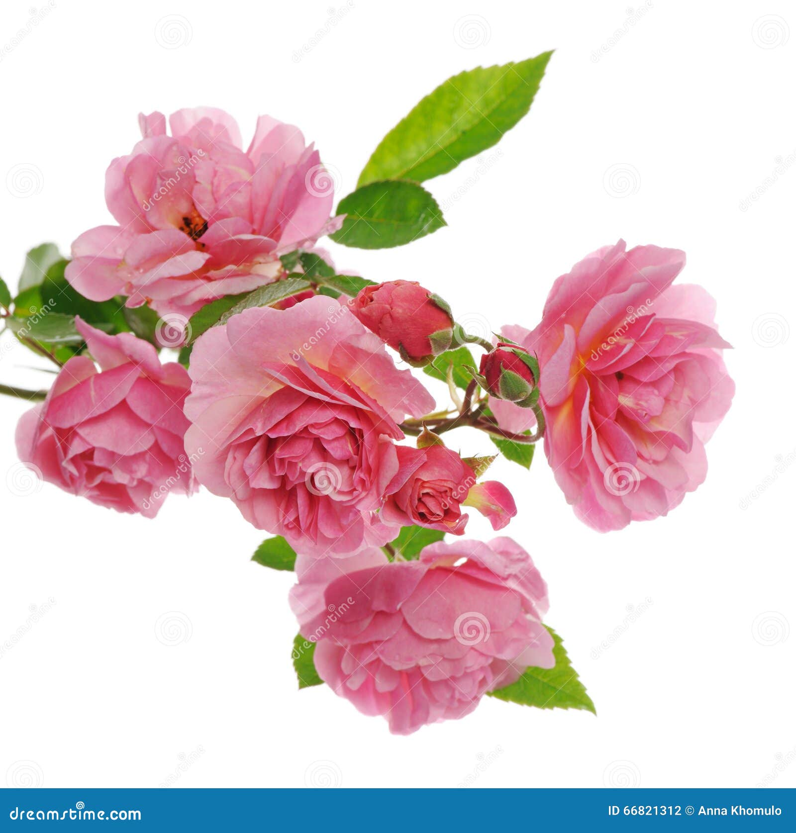 Climbing Rose Bush Growing On A Wall Royalty-Free Stock Image ...
