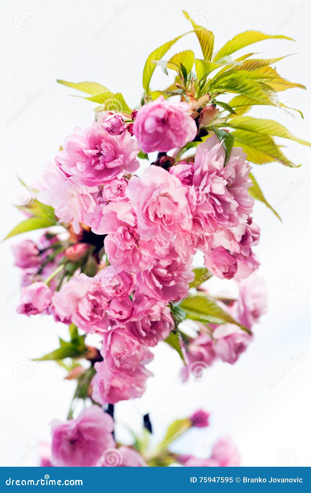 Branch with pink flowers stock image. Image of abstract - 75947595