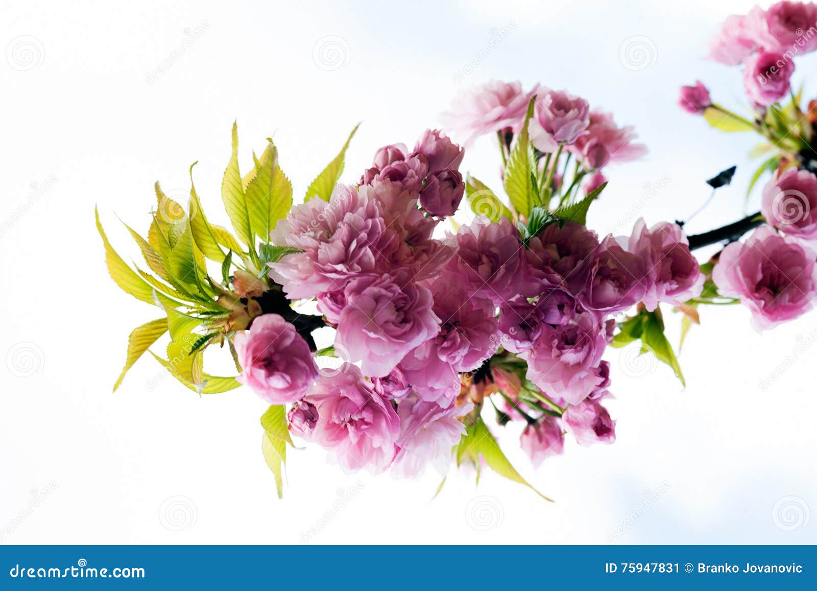 Branch with pink flowers stock image. Image of flower - 75947831