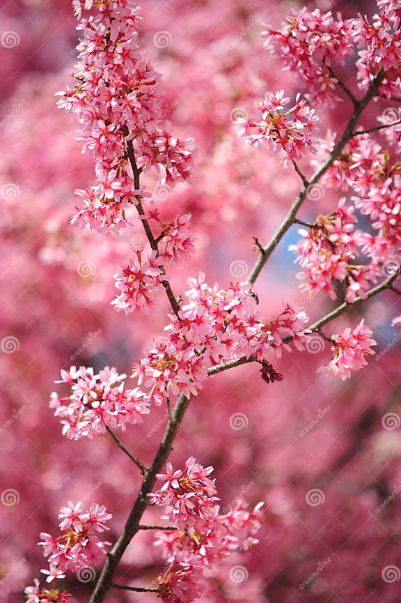 Branch of Pink Kwanzan Cherry Tree in Bloom. Selective Focus Stock ...