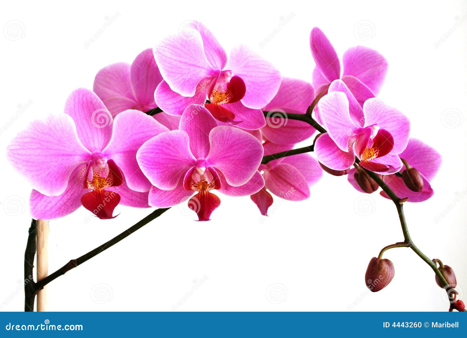 Branch of pink orchid stock photo. Image of plant, spring - 4443260