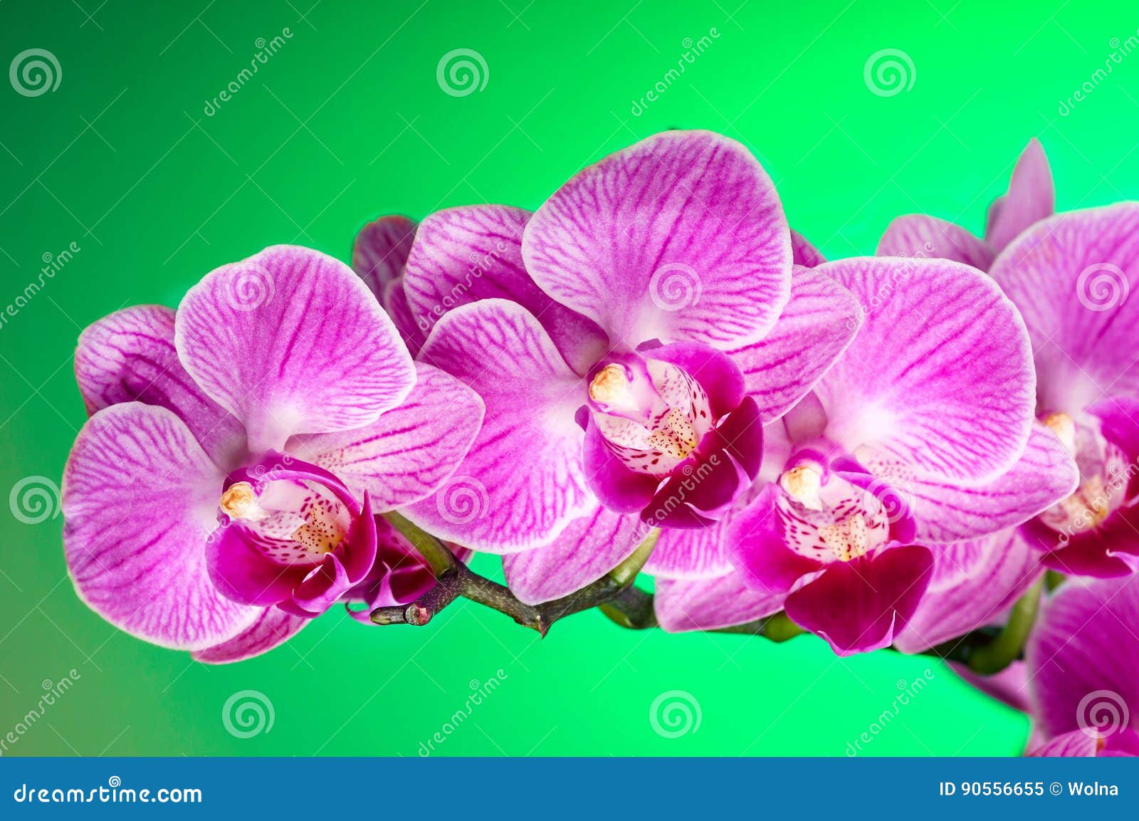 Branch of Pink orchid stock image. Image of violet, branch - 90556655