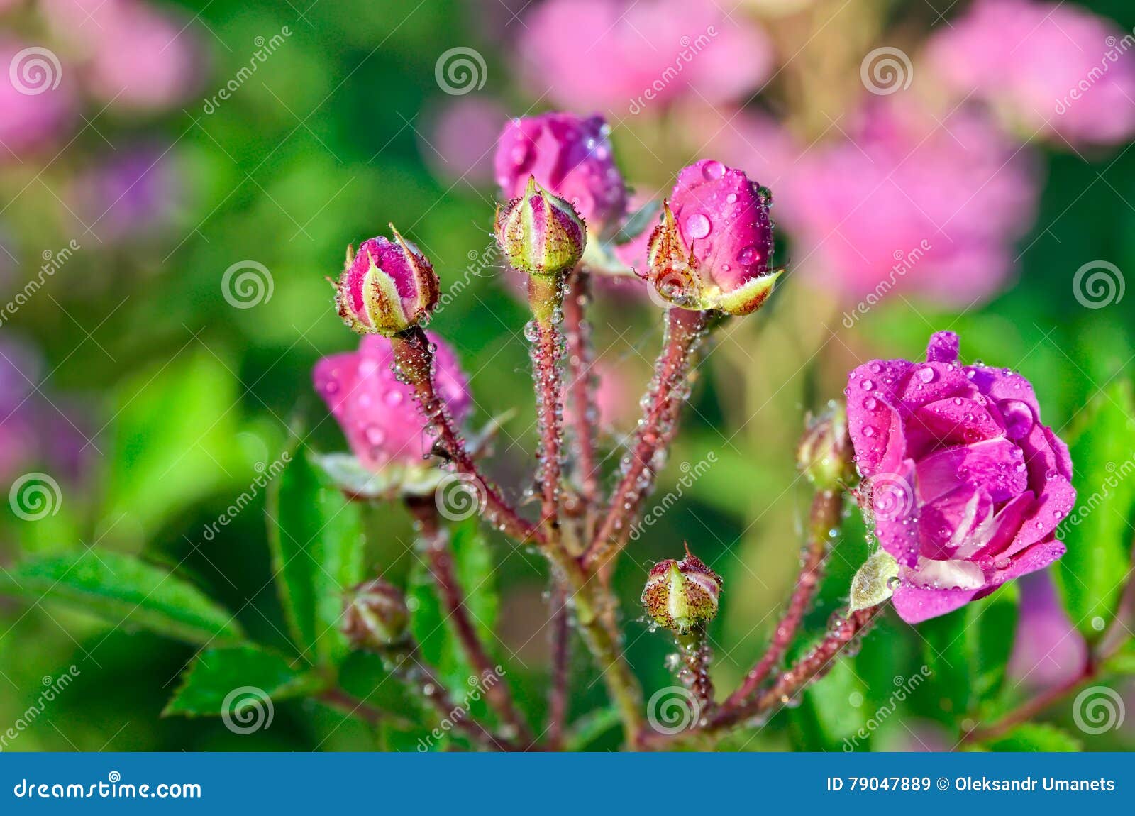 Branch of Pink Roses Covered with Dew Drops Stock Image - Image of ...