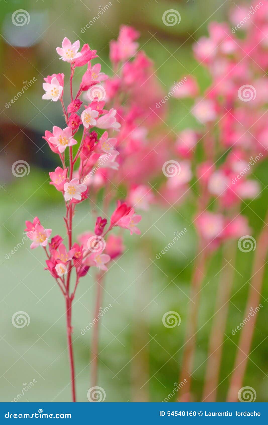 Branch pink star flower stock photo. Image of petals - 54540160