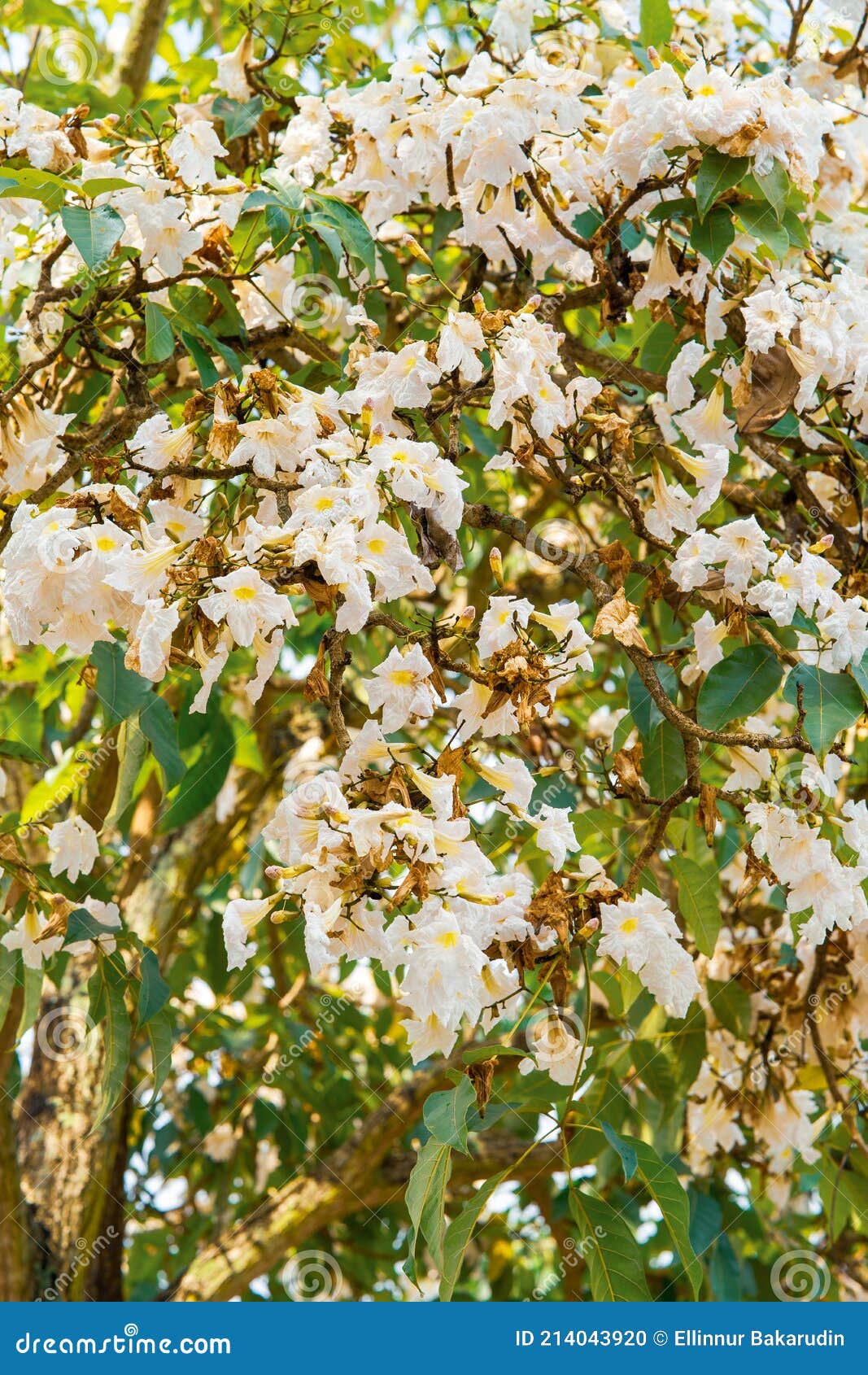 White Tecoma Flower Tree or Tabebuia Rosea or White Trumpet Tree on the ...